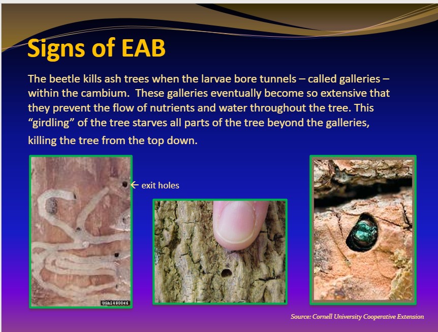 Alert: Emerald Ash Borer found in Oregon | Estuary Partnership